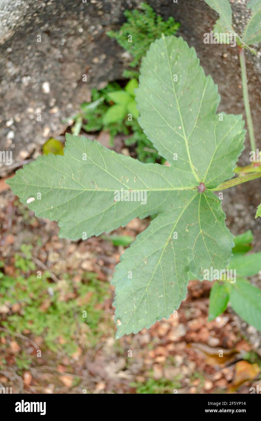 Okra Tree Leaf Stock Photo - Alamy
