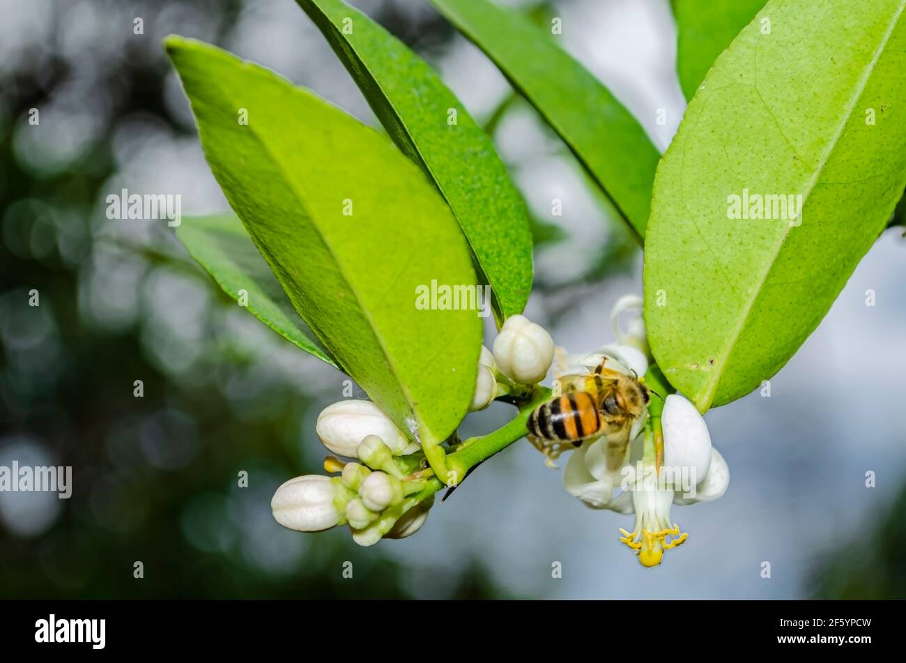 Citrus Pollination High Resolution Stock Photography and Images - Alamy