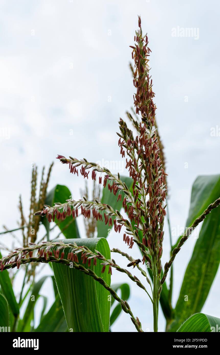 Stigma of maize zea mays hi-res stock photography and images - Alamy