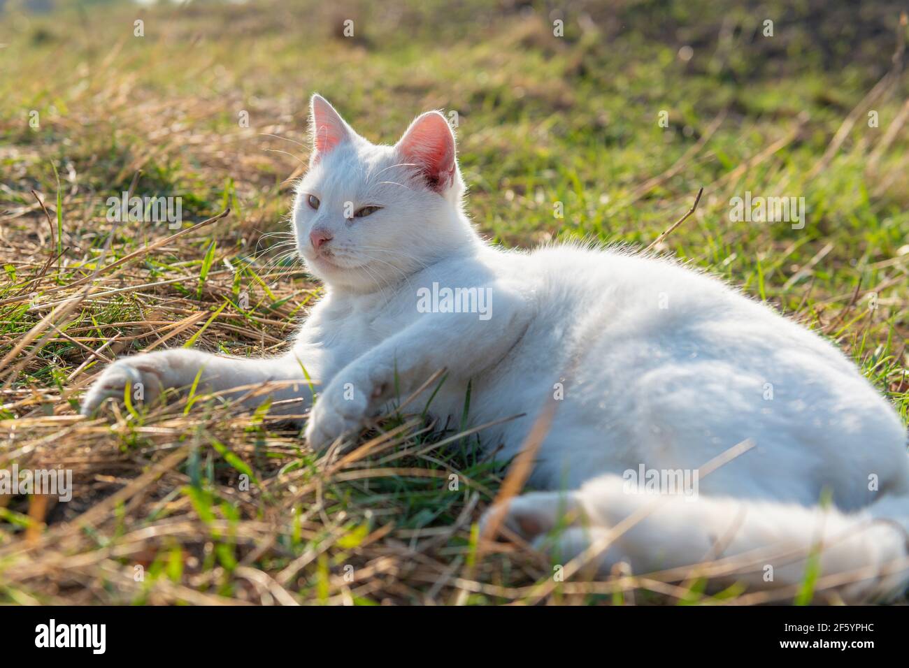 Cute white cat hi-res stock photography and images - Alamy