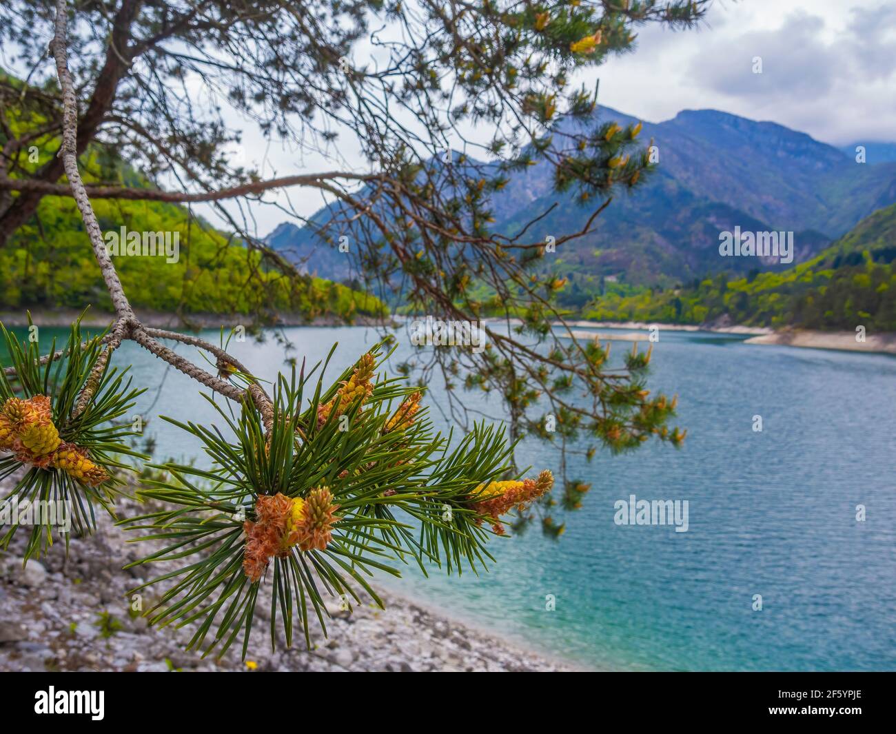 Beautiful mountain lake near Meduno, Italy. Pine tree on the coast ...