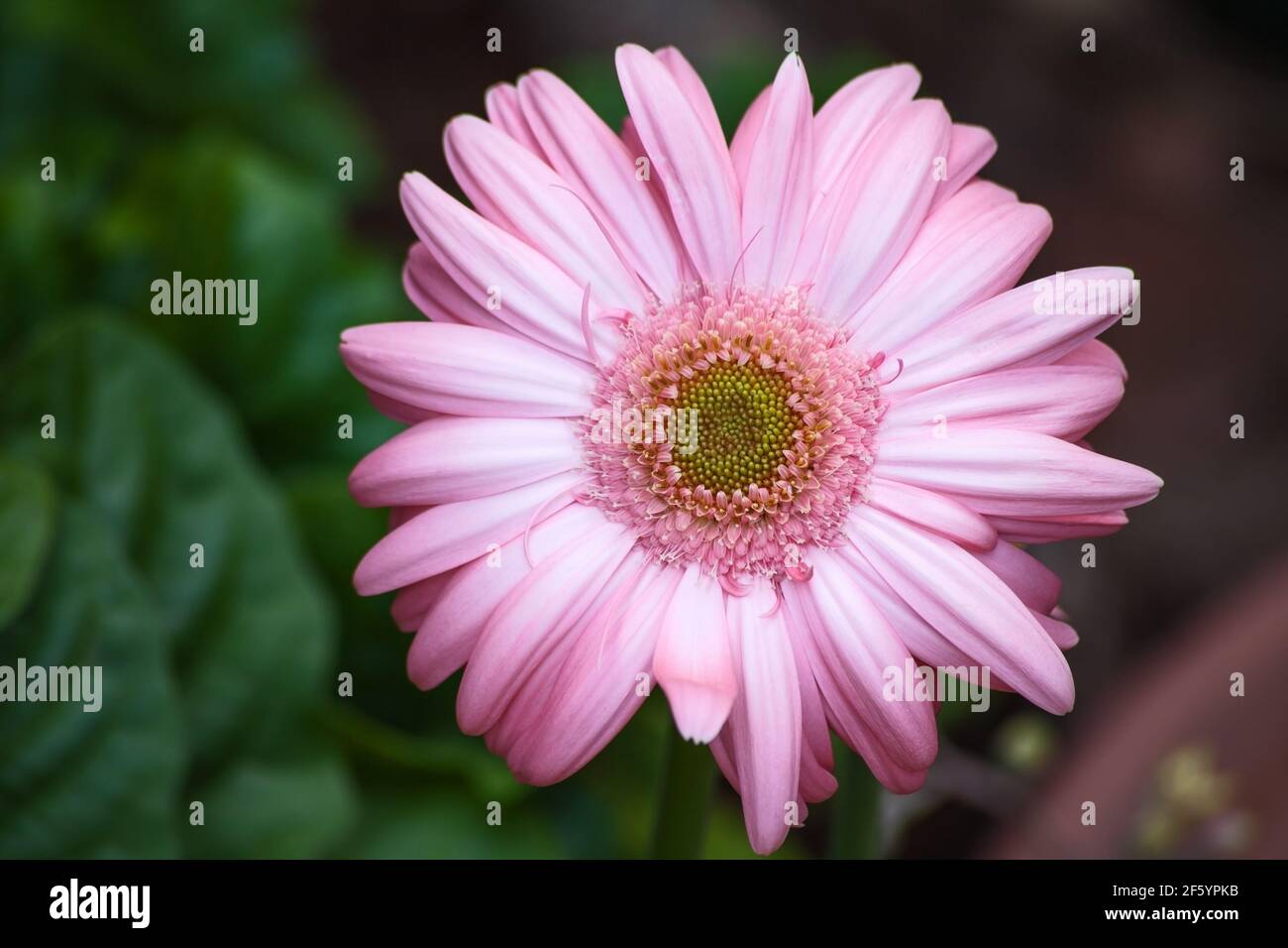 Gerbera flowers decorative hi-res stock photography and images - Alamy