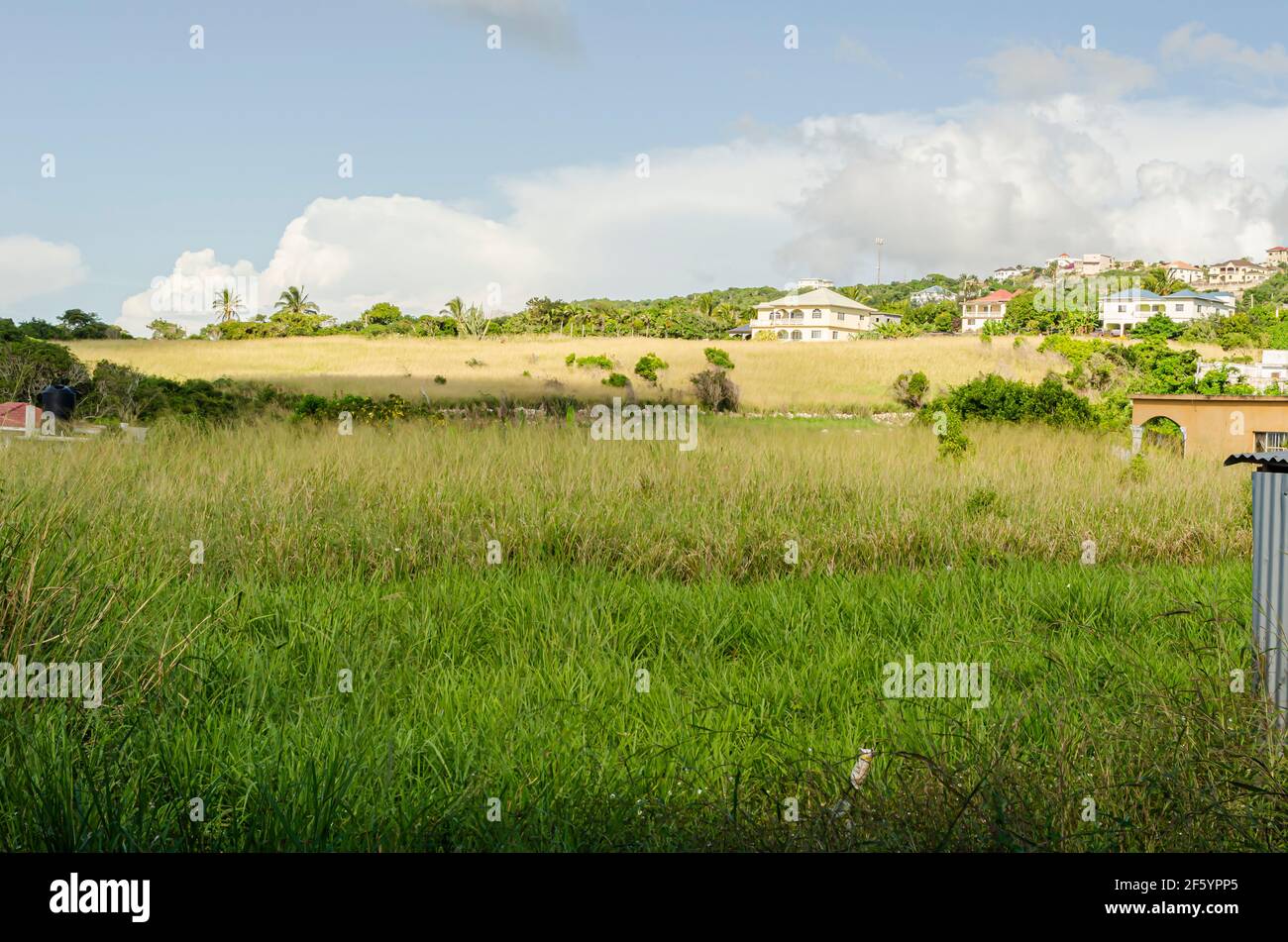 Landscape Of Guinea Grass Stock Photo - Alamy