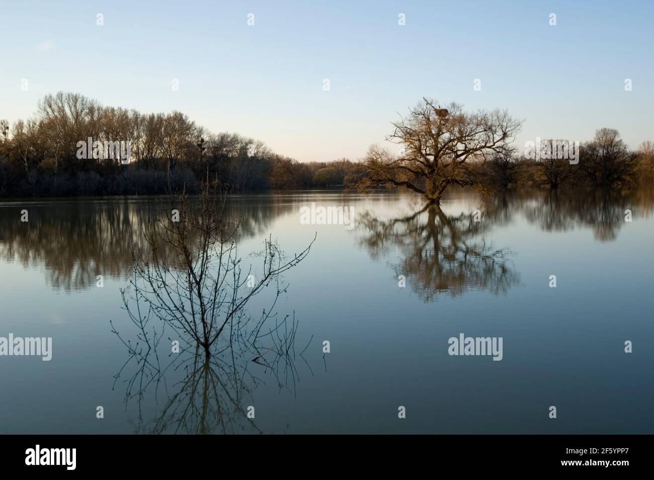 flooded riverside forest nearby the river march in the austrian ...
