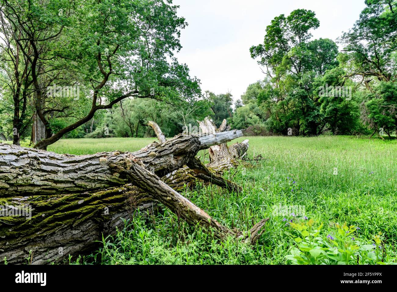 Marchauen nature reserve hi-res stock photography and images - Alamy