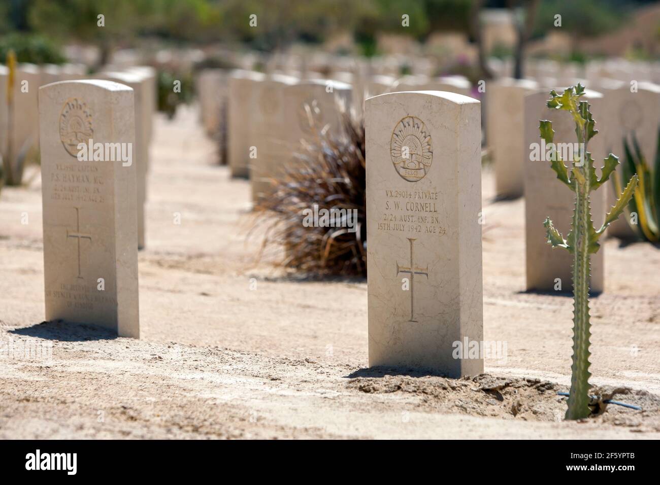 Commonwealth war graves at El Alamein War Cemetery in northern Egypt ...