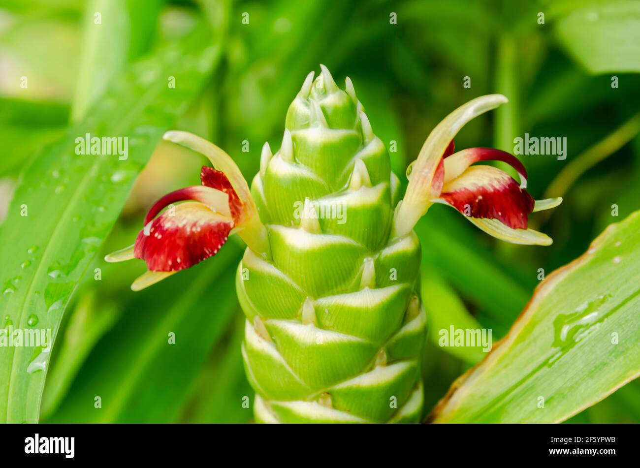 Zingiber officinale flower hi-res stock photography and images - Alamy