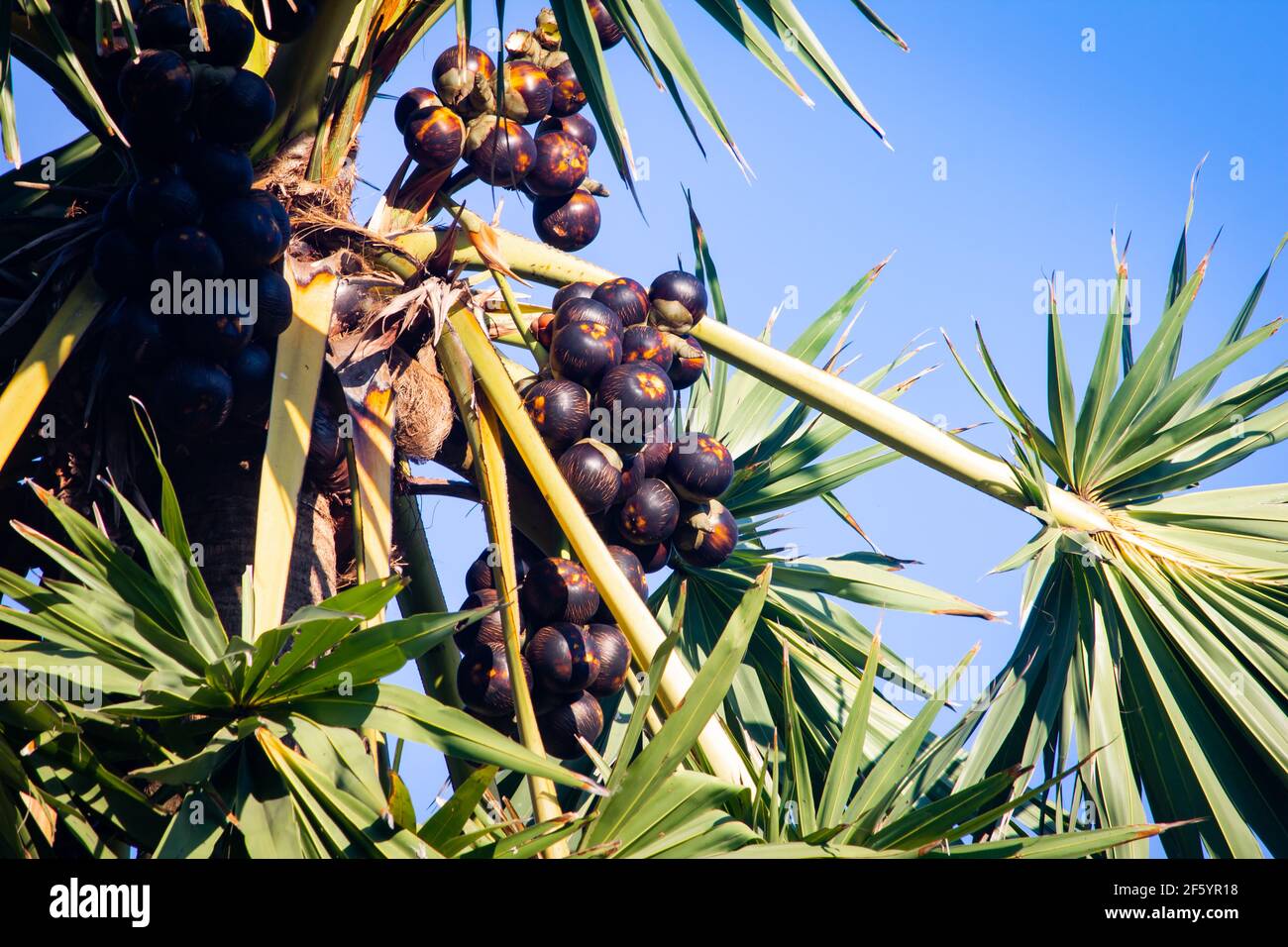 Palmyra palm trees with its fruit in abunch against blue sky background ...
