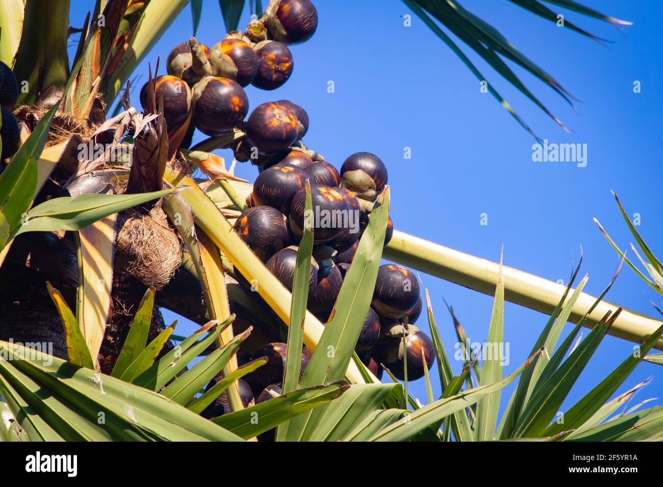 Palmyra palm trees with its fruit in abunch against blue sky background ...