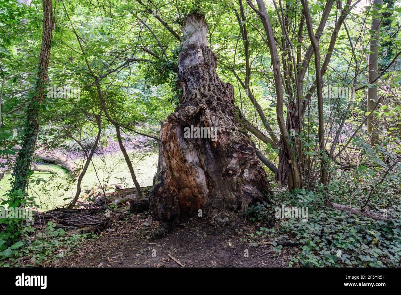giant black poplar tree in a riverside forest nearby the danube river ...