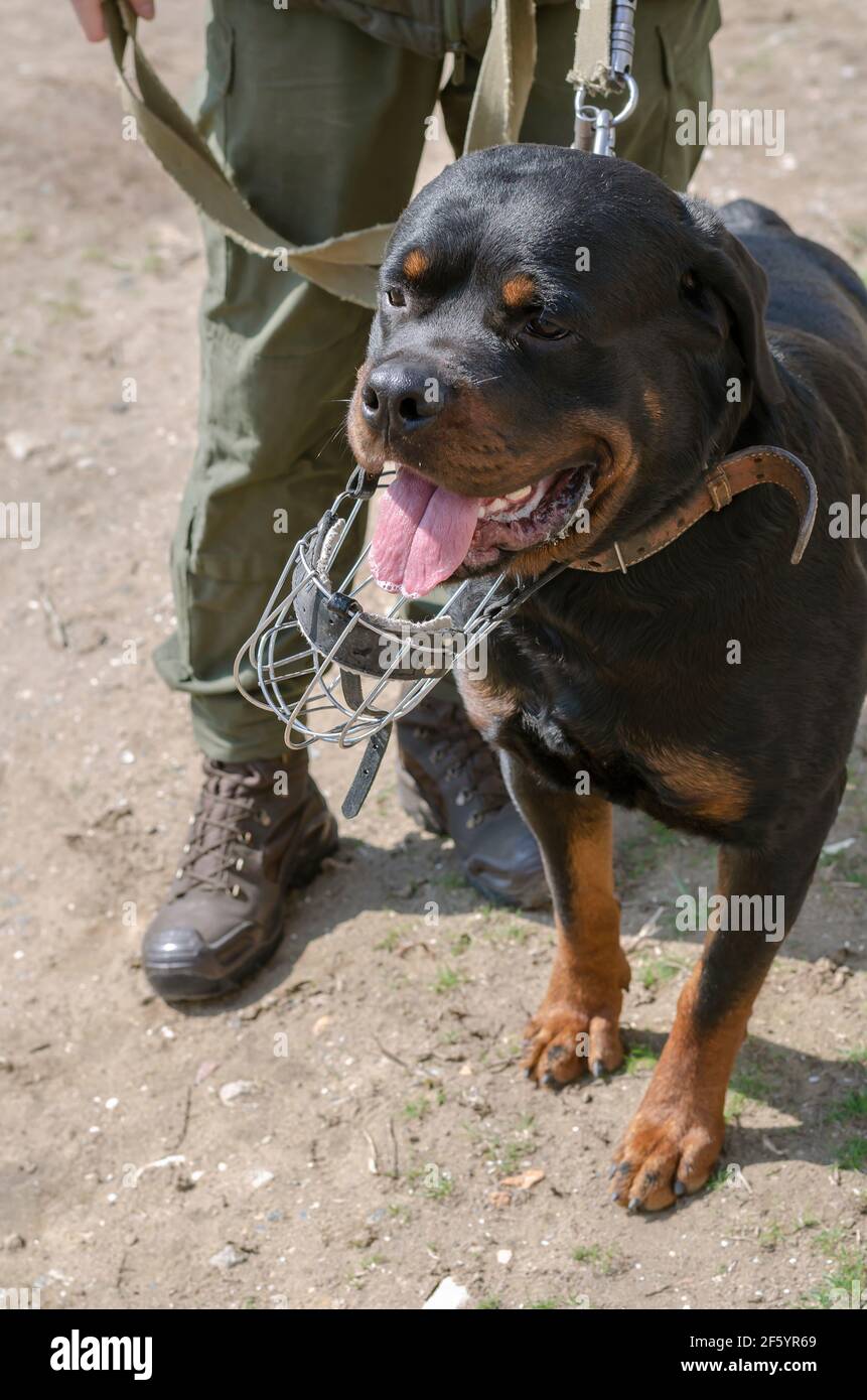 A military dog sits at his owner's foot. A soldier with his Rottweiler ...