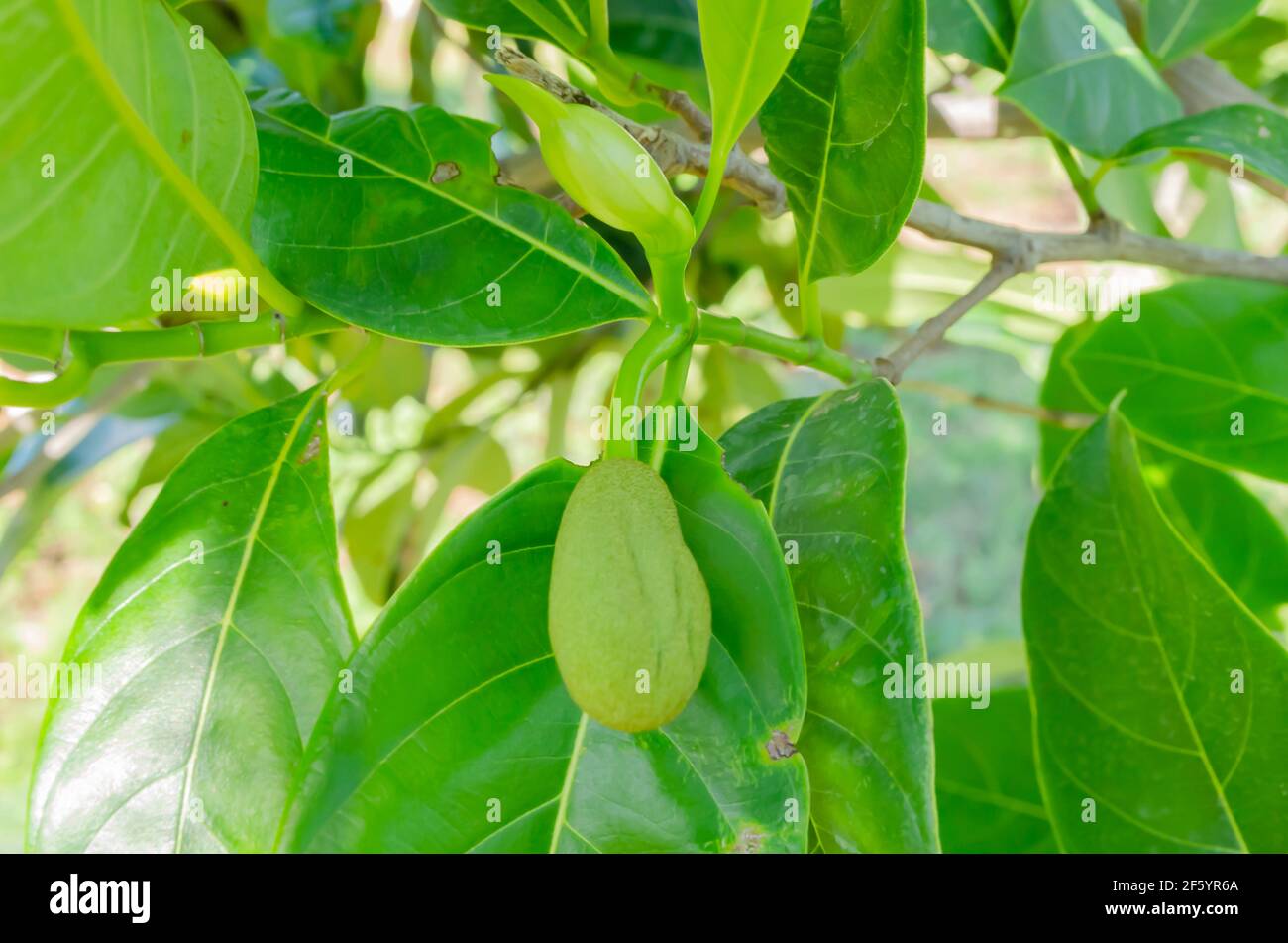Growing fresh small jackfruit hi-res stock photography and images - Alamy