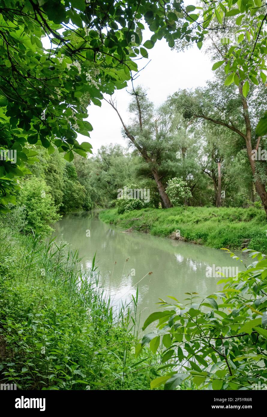 riverside forest nearby the danube river in the austrian national park ...