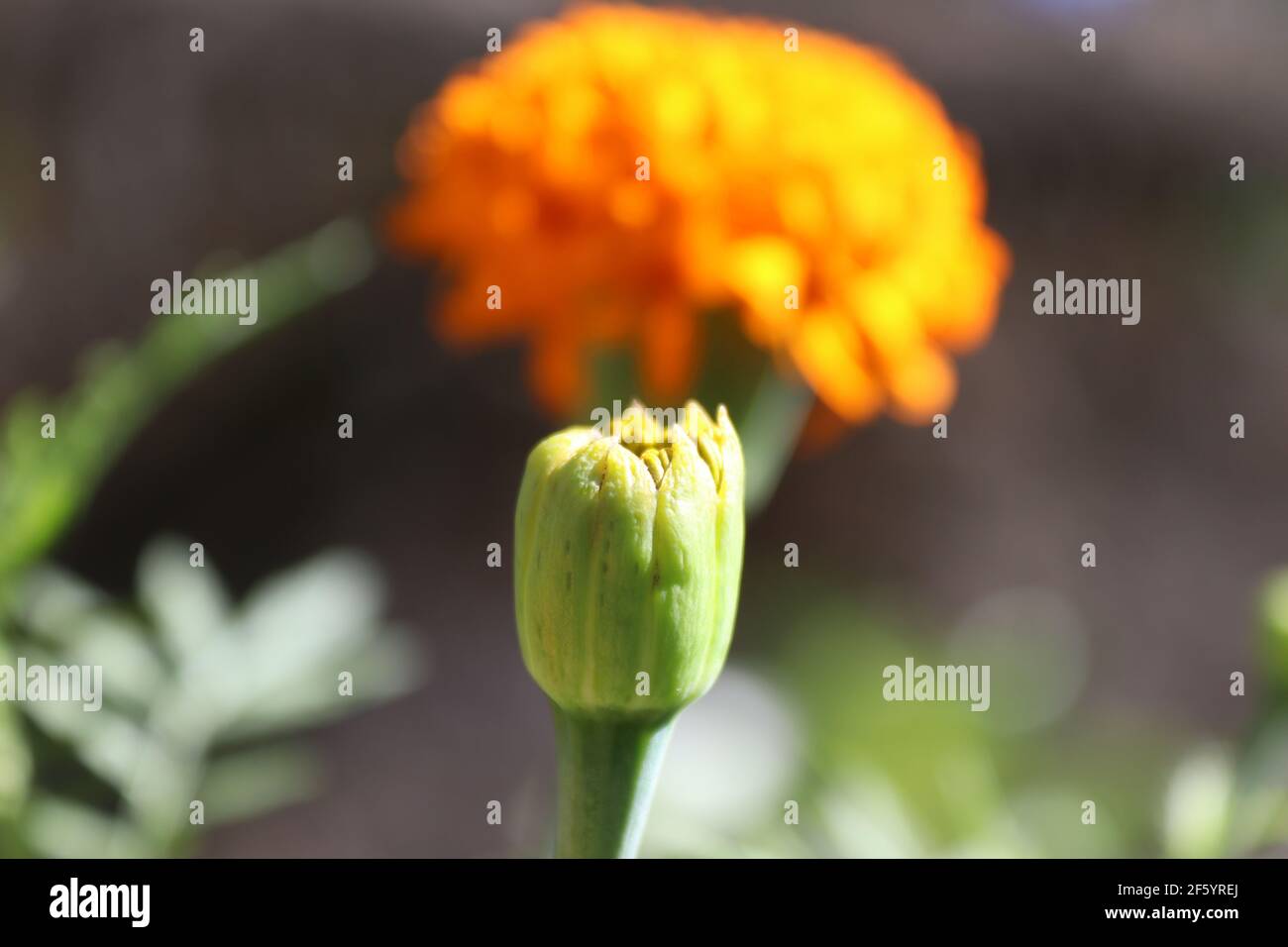The bud of Das flowers Stock Photo - Alamy