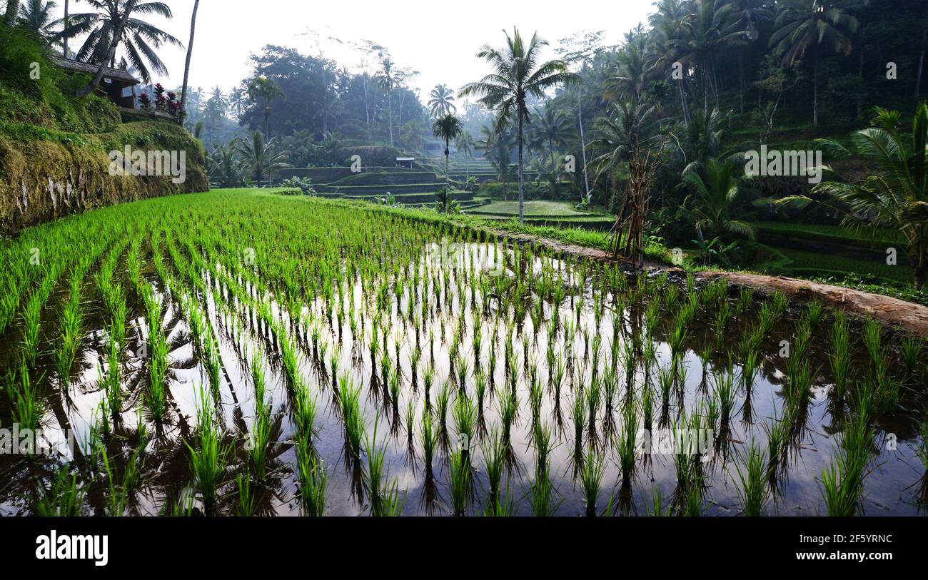 The picturesque Tegallalang Rice Terrace in Bali, Indonesia Stock Photo ...