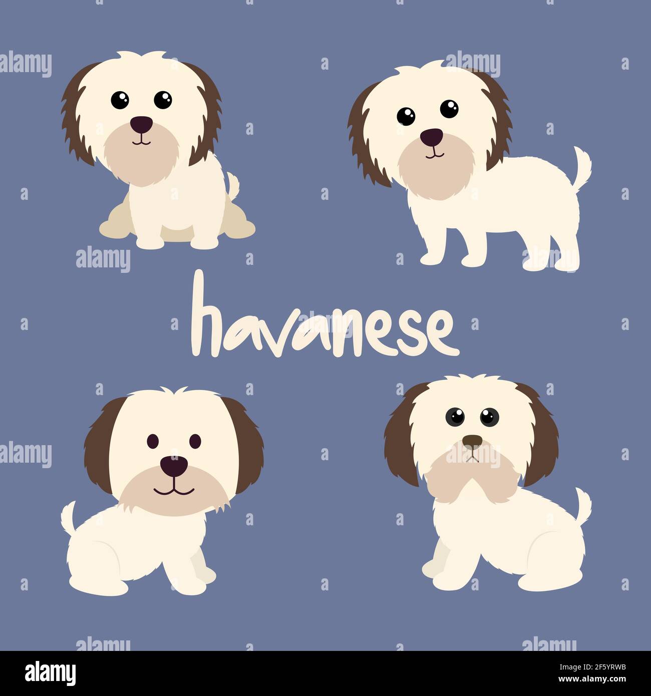 Set Character Animal In Various Poses Of Cute Havanese Dog Is Sitting ...