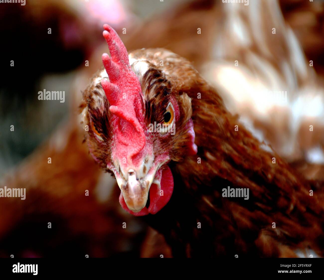 mature hen with red crest in frontal abstract view. blurred soft ...
