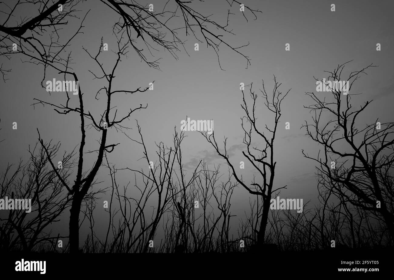 Low angle view of silhouette dead tree against dark dramatic sky ...