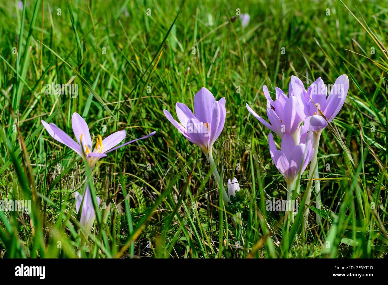 Meadow Riverside Forest High Resolution Stock Photography and Images ...