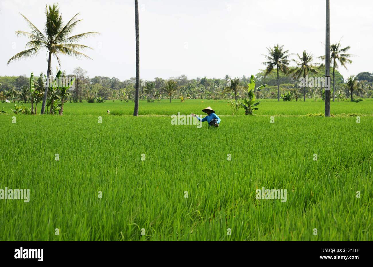 A farmer throwing fertilizers in his paddy field in Bali, Indonesia ...