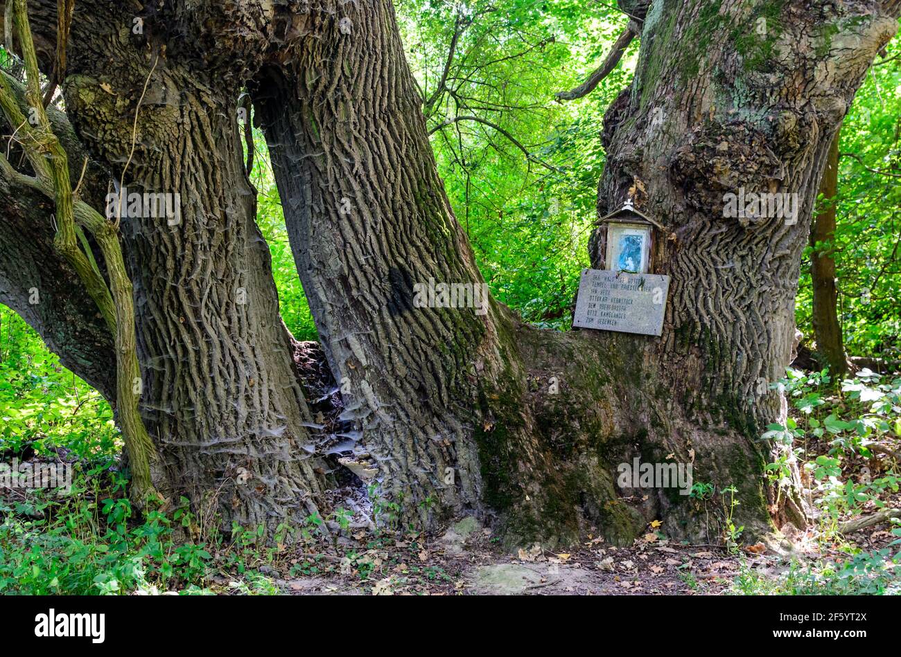 giant old oak called dancing oak in a riverside forest nearby the ...