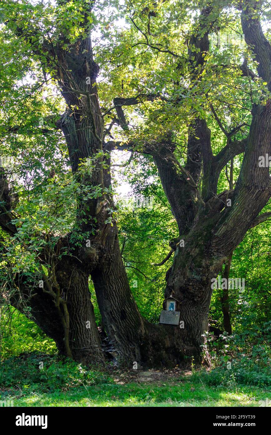 giant old oak called dancing oak in a riverside forest nearby the ...