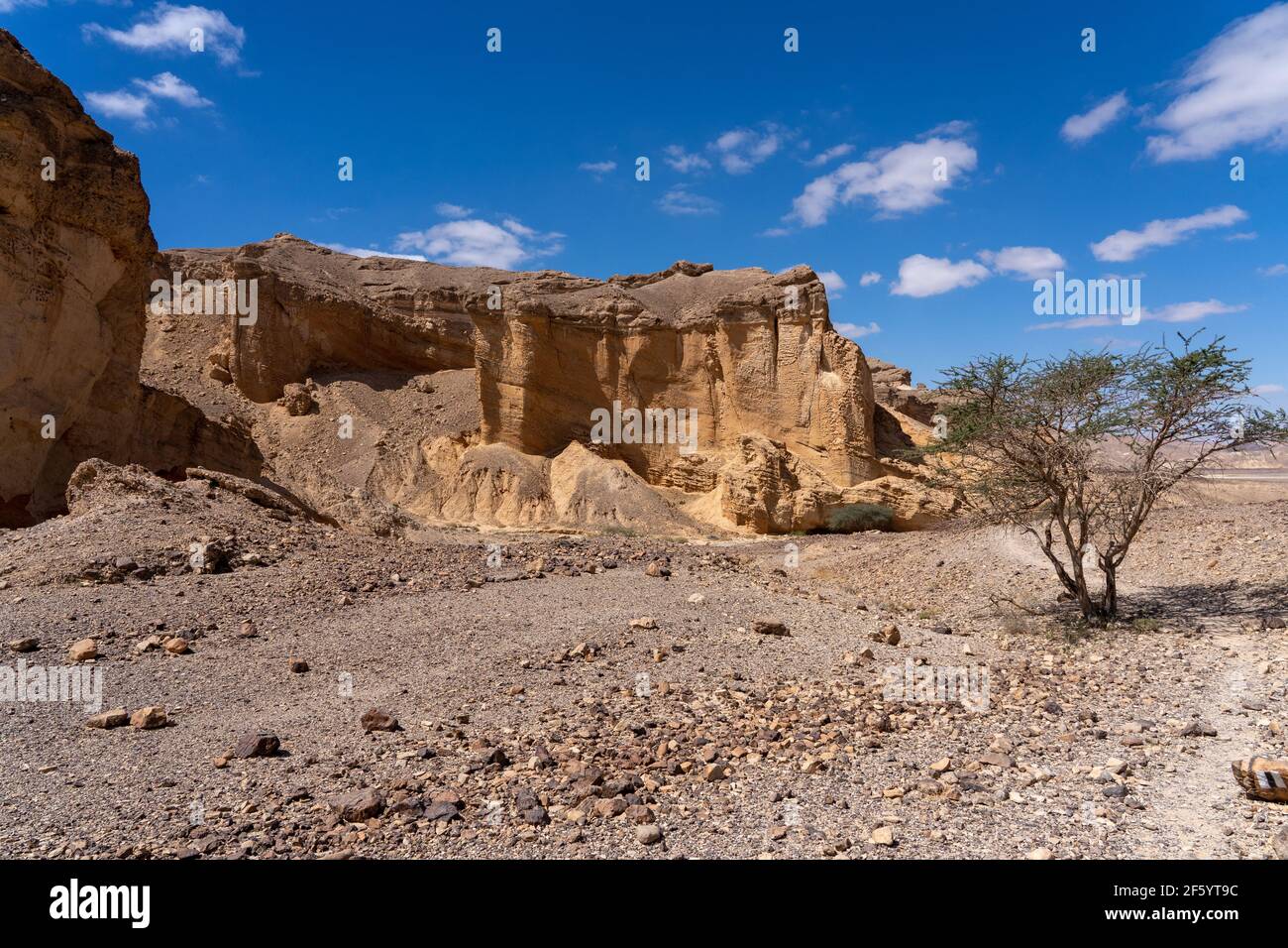 Acacia desert israel tree hi-res stock photography and images - Alamy