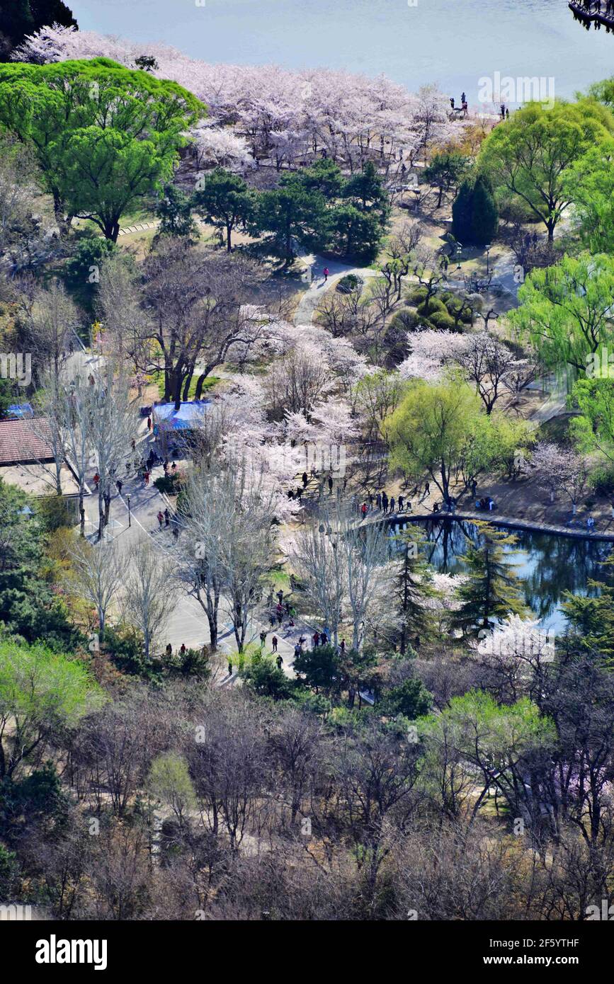 BEIJING, CHINA - MARCH 29, 2021 - A view of cherry blossoms at ...