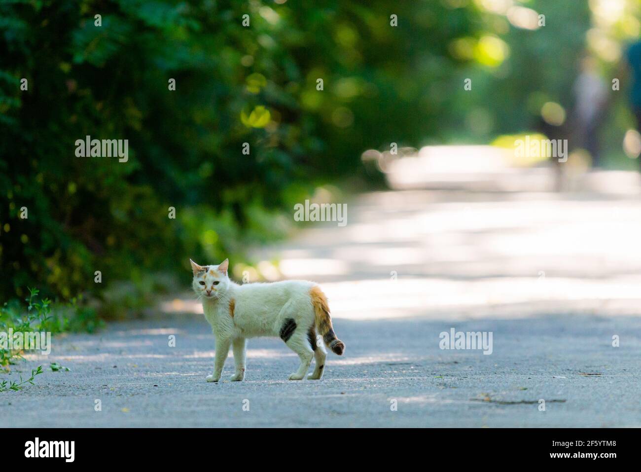Street cat on a shady alley in the park on a summer day Stock Photo - Alamy