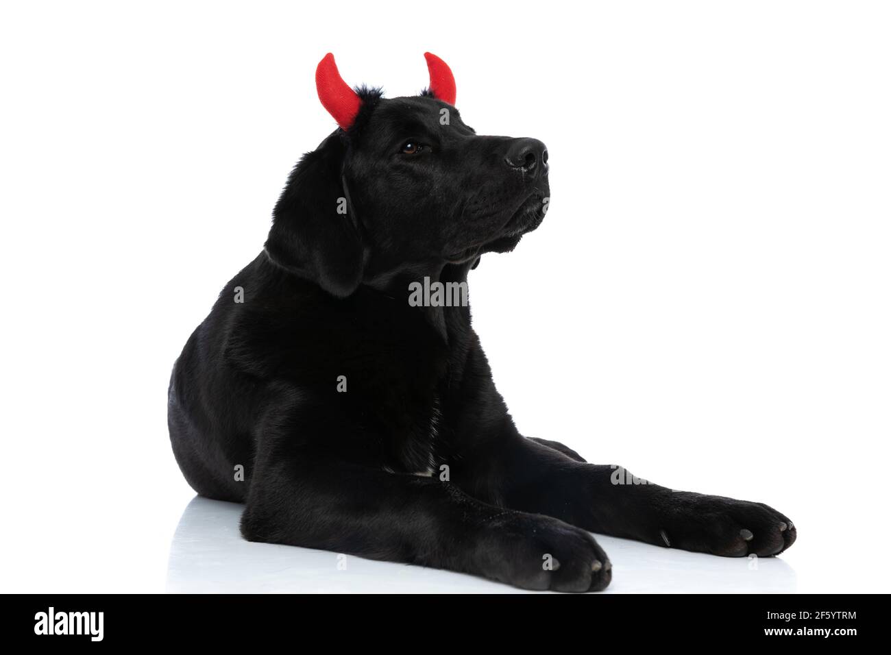sweet labrador retriever dog lying down, wearing devil horns and ...