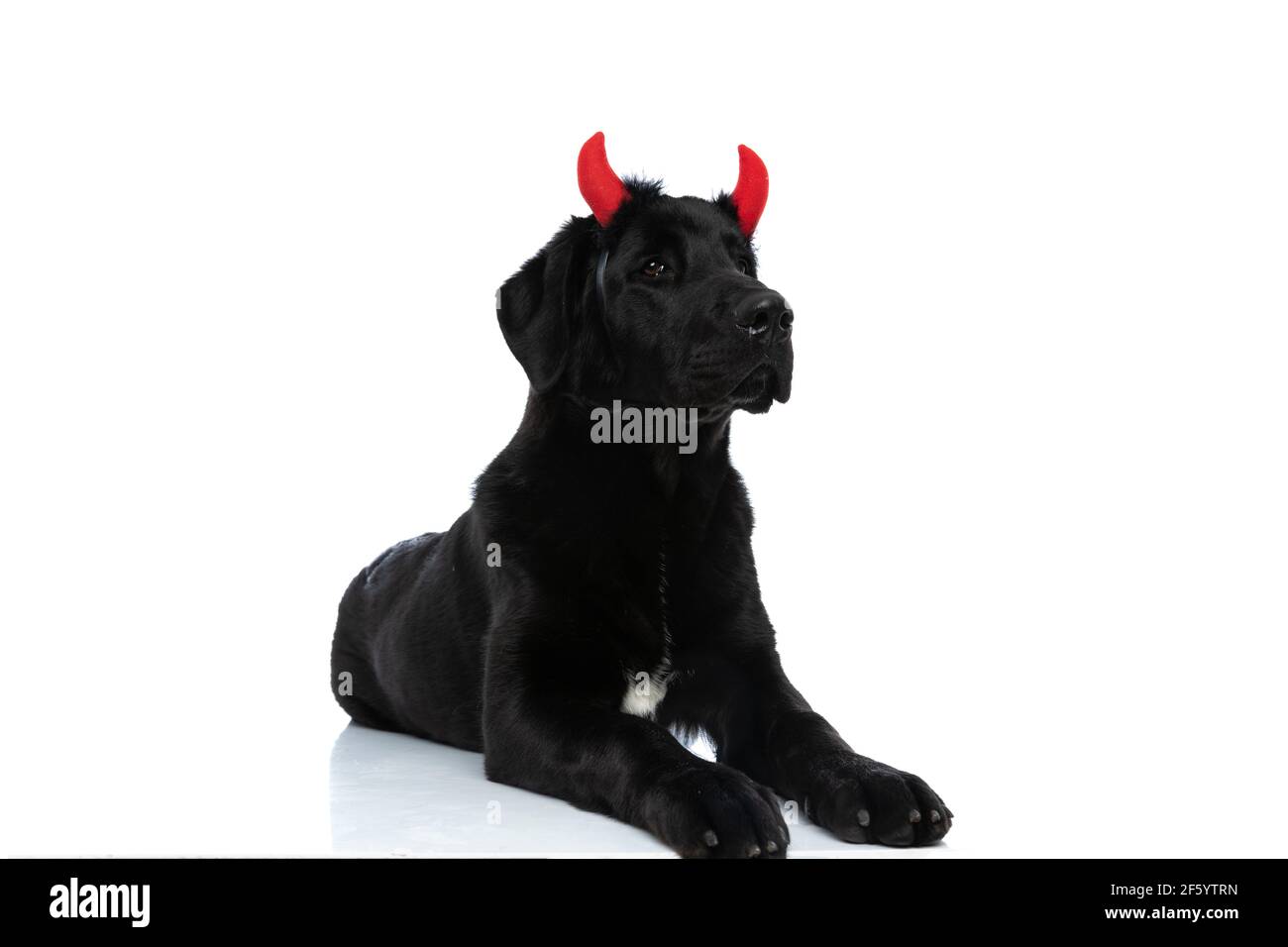 bad labrador retriever dog wearing devil horns and lying down against ...