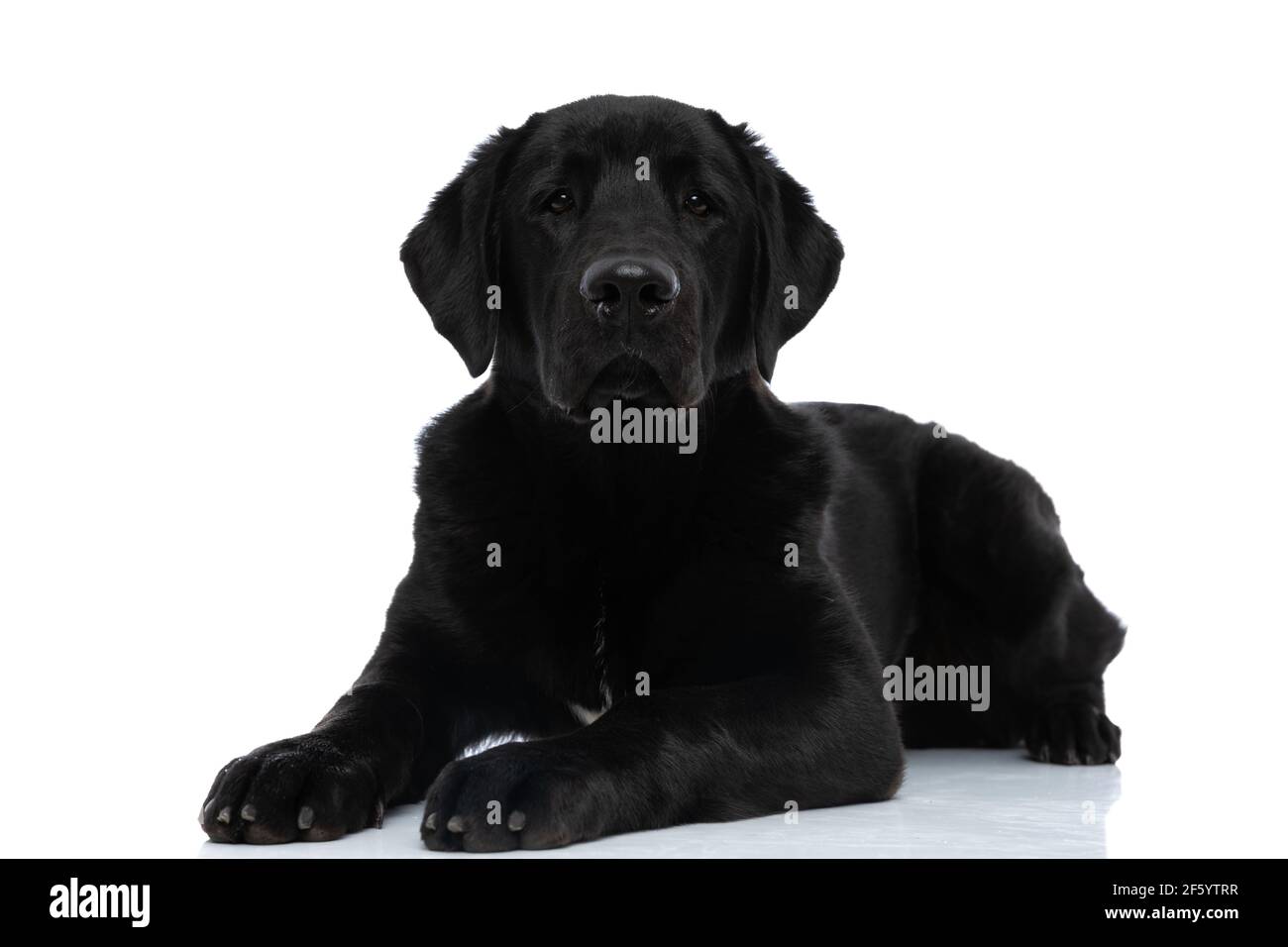 cute labrador retriever dog looking at the camera and lying down ...