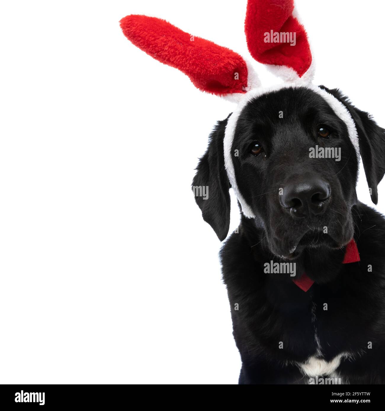 cute labrador retriever dog wearing bunny ears and a bowtie against ...