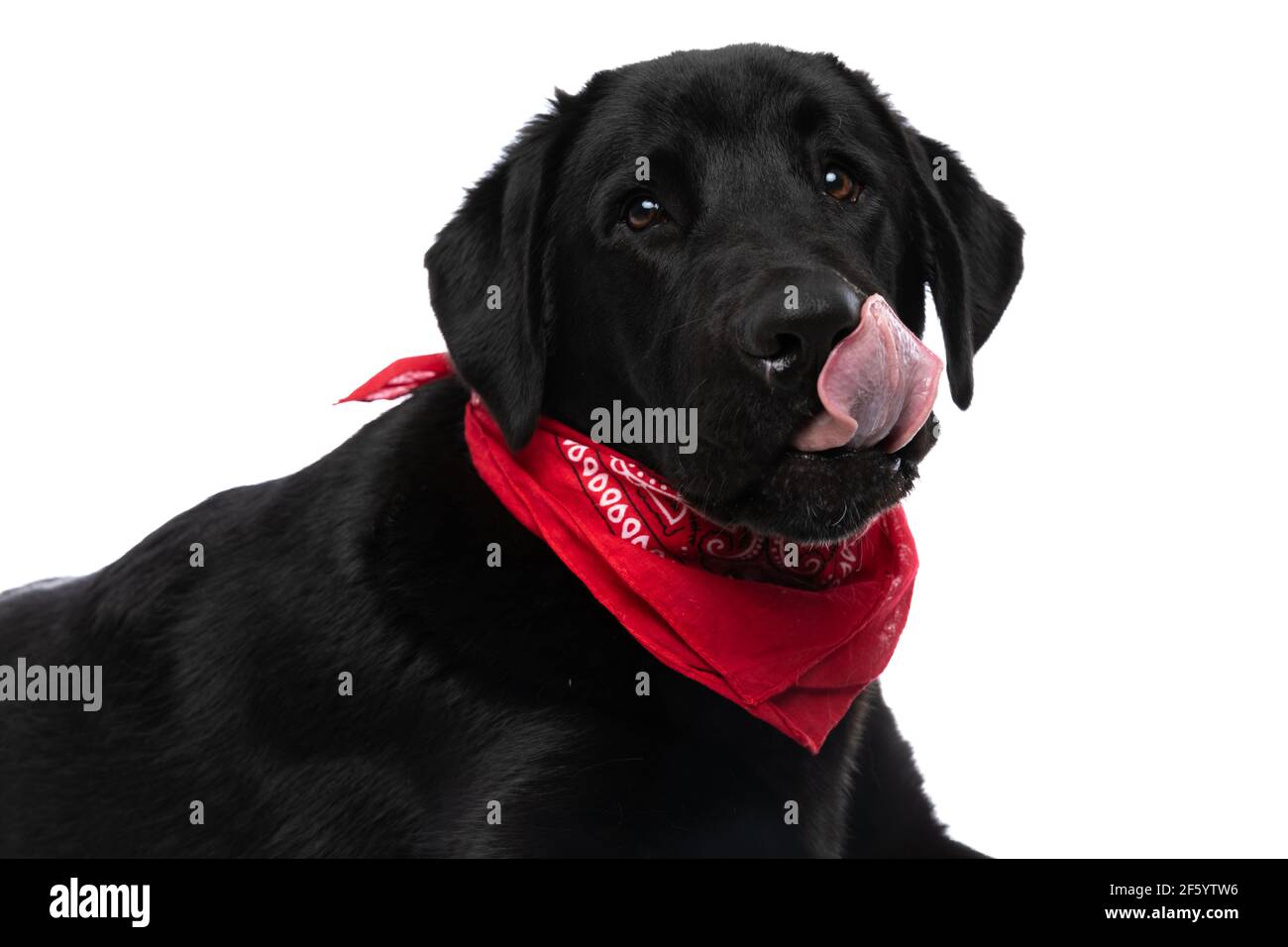 adorable labrador retriever dog licking his mouth and wearing a red ...