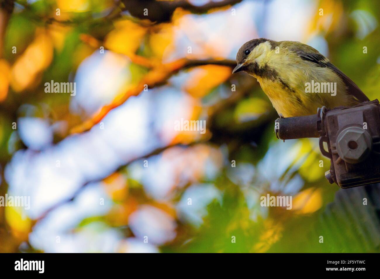 A pretty Tit bird, Cyanistes caeruleus, perching on a wire line Stock ...