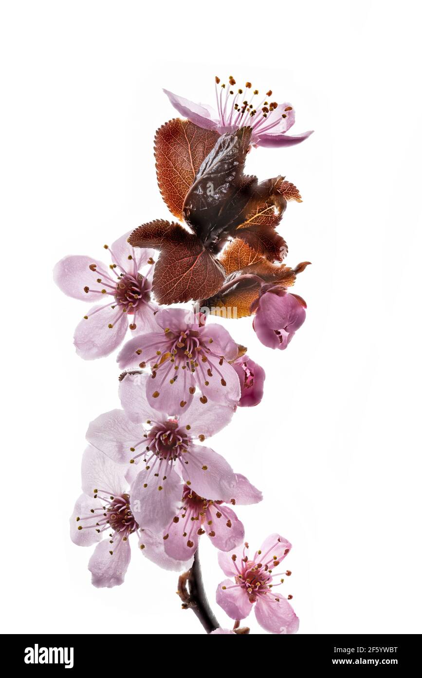 Blood plum hi-res stock photography and images - Alamy