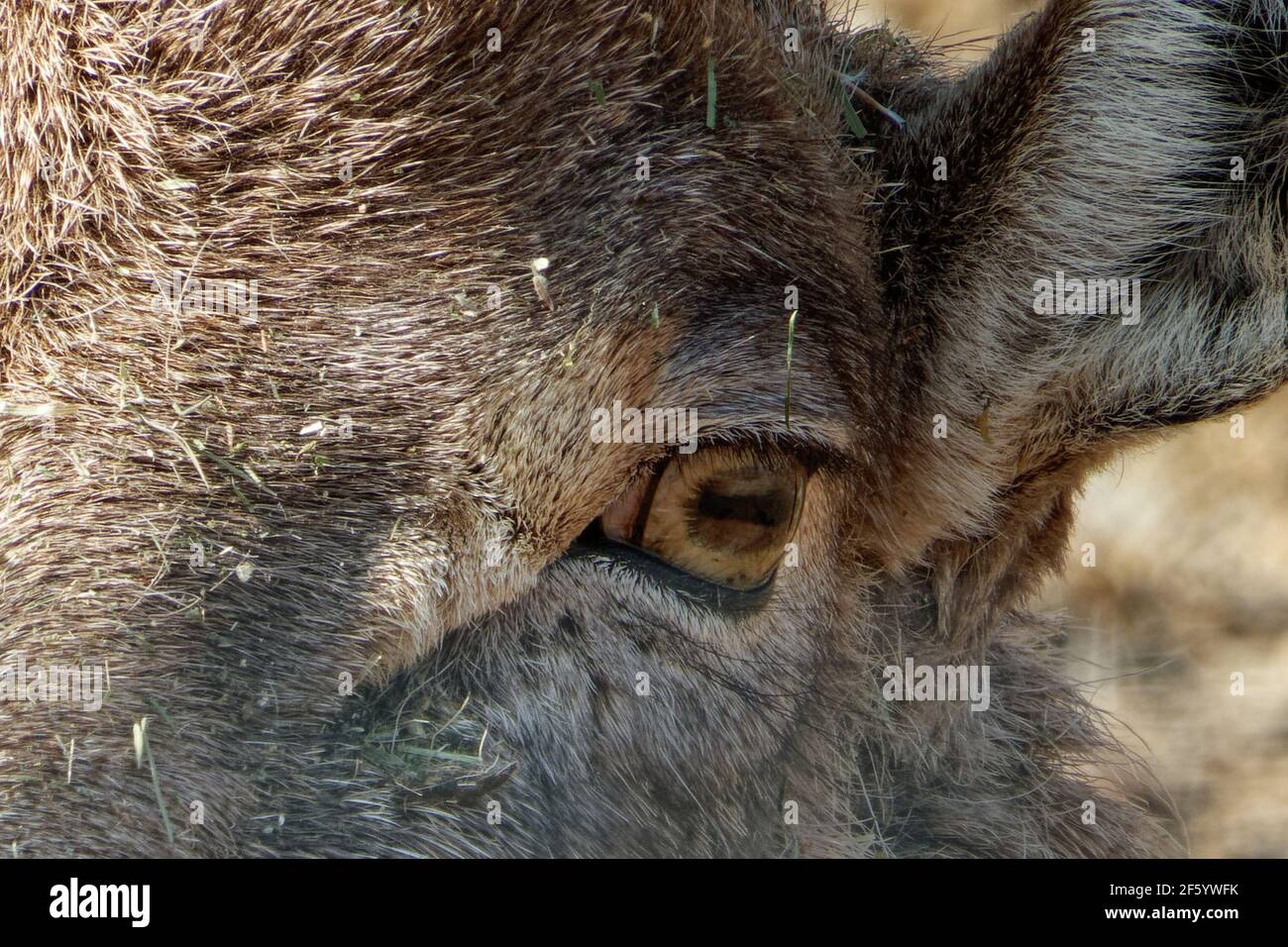 Arkal Urial Sheep is a wild sheep native to Central and South Asia ...