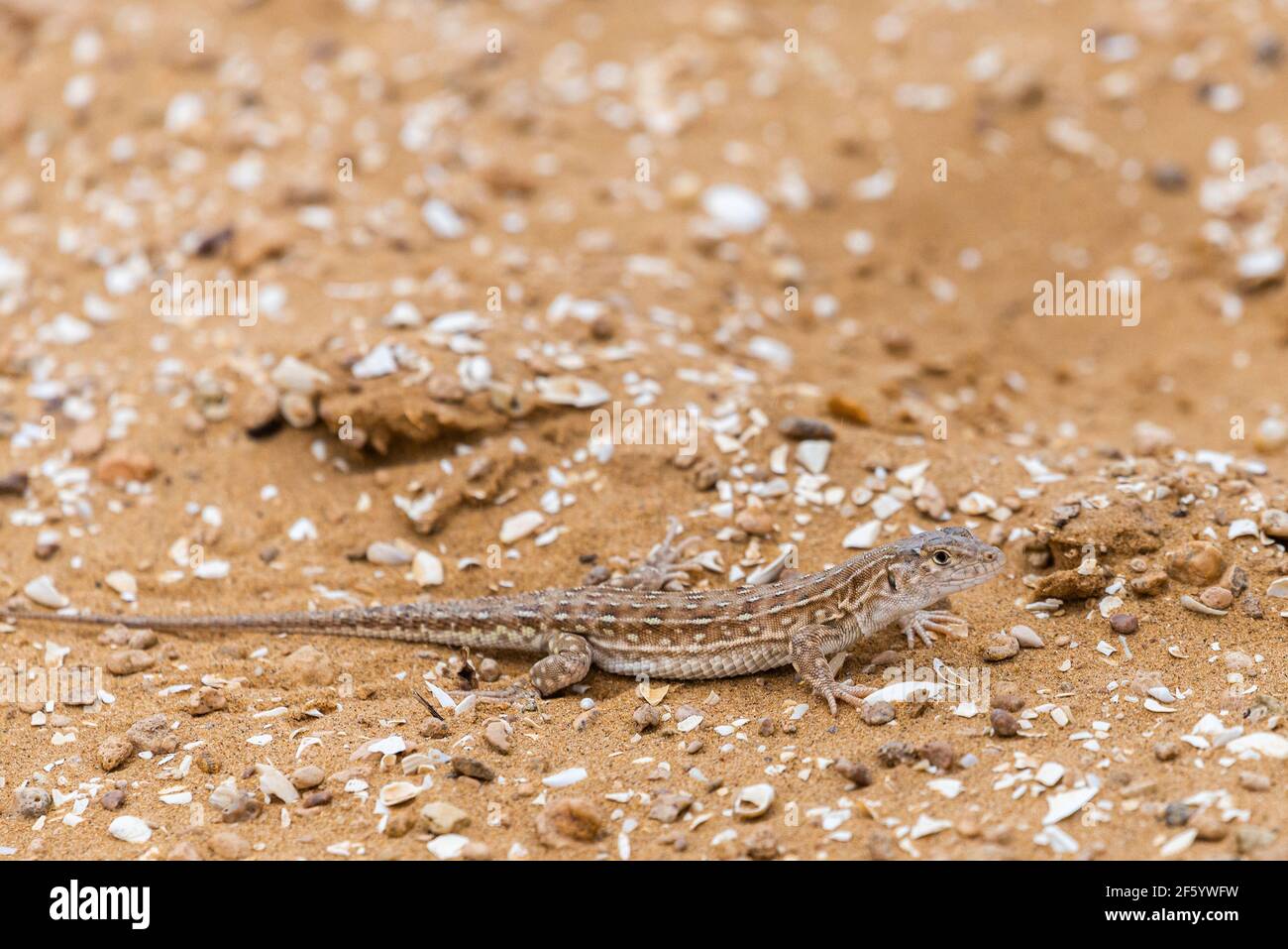 Arguta eremias arguta hi-res stock photography and images - Alamy