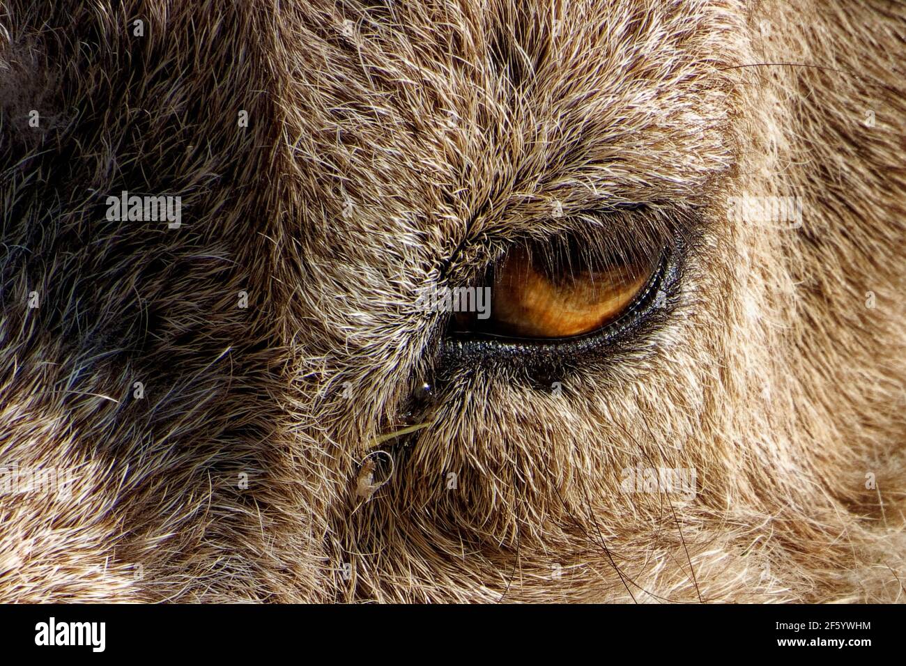Altai ibex capra sibirica sibirica hi-res stock photography and images ...