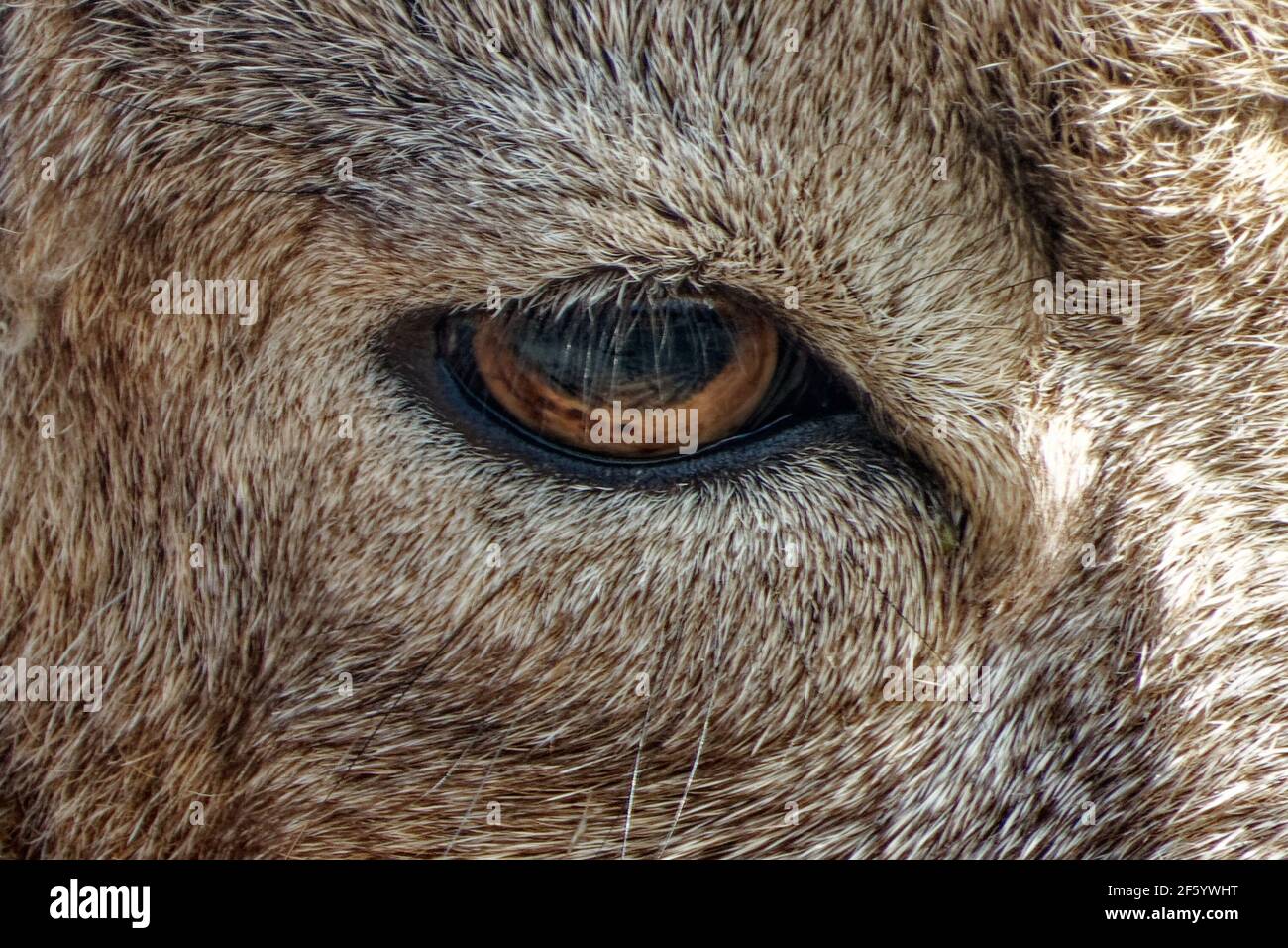 Siberian ibex (Capra sibirica), also known as the Altai ibex or Gobi ...