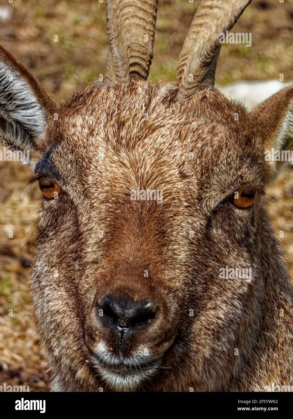 Markhor (Capra falconeri), is a large Capra species native to Central ...
