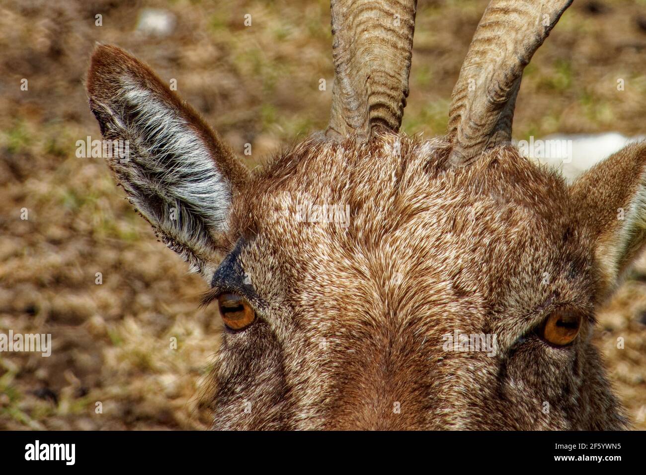 Markhor (Capra falconeri), is a large Capra species native to Central ...