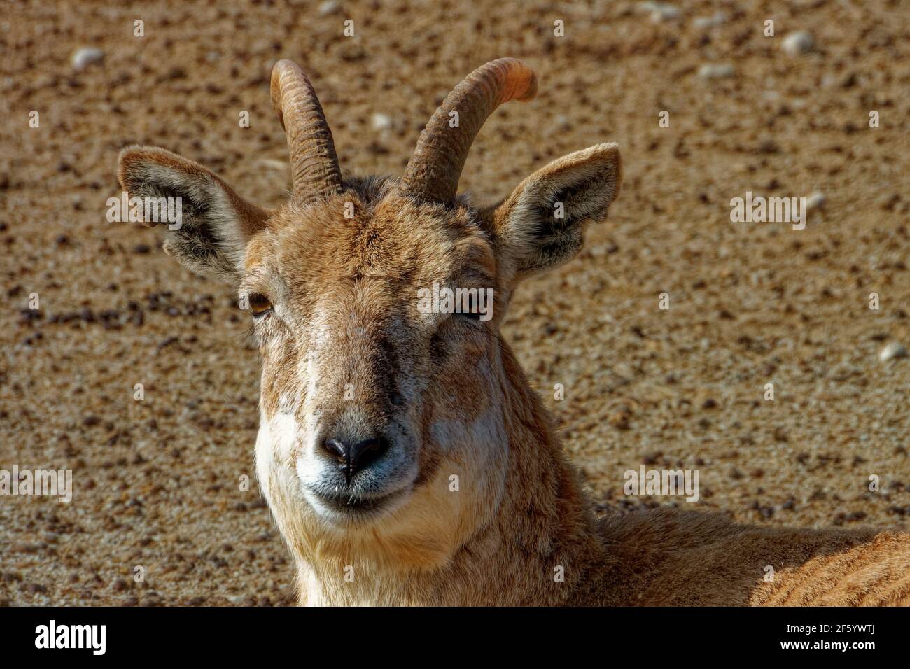 Ovis aries arkal hi-res stock photography and images - Alamy