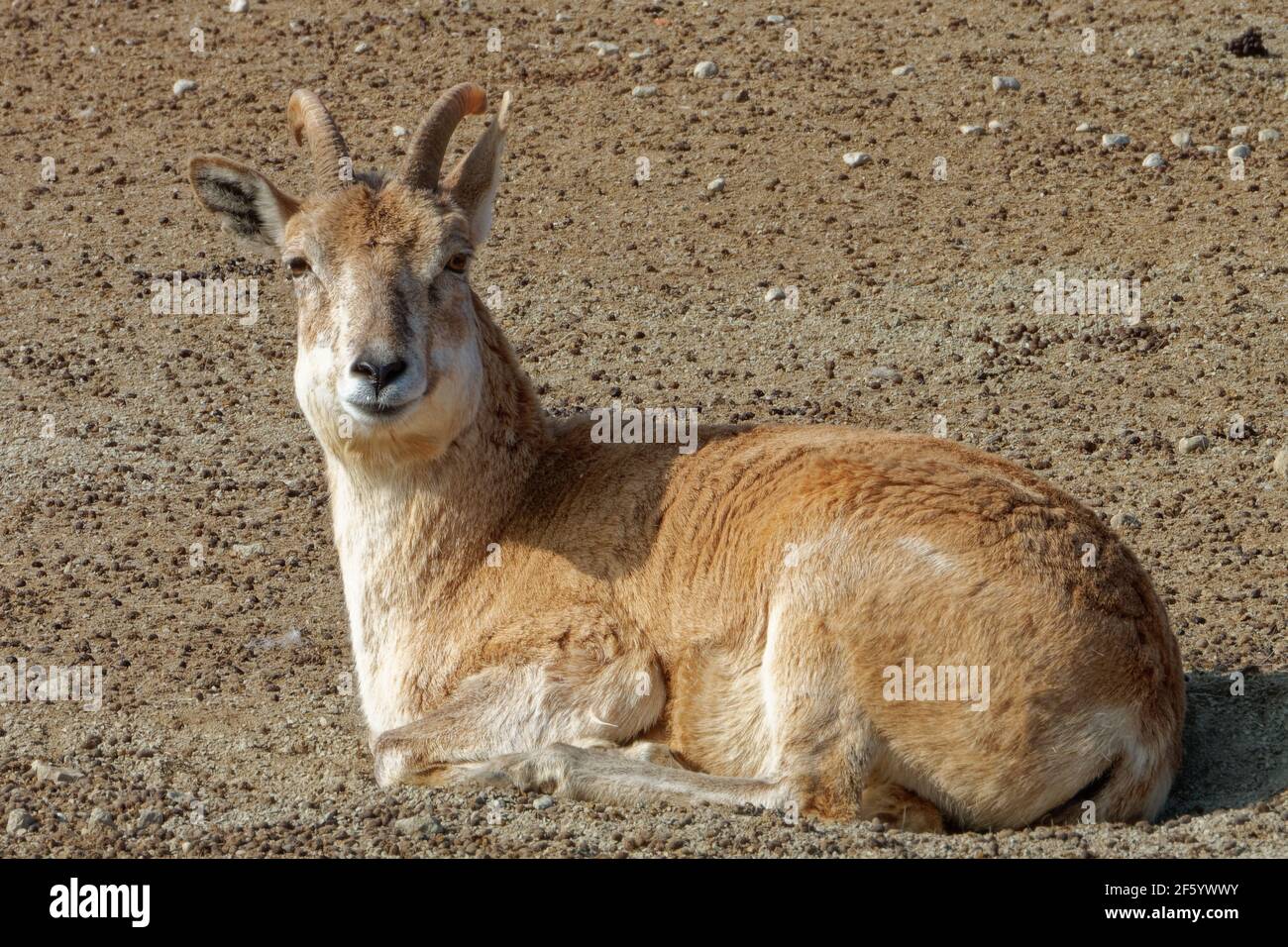 Arkal Urial Sheep is a wild sheep native to Central and South Asia ...