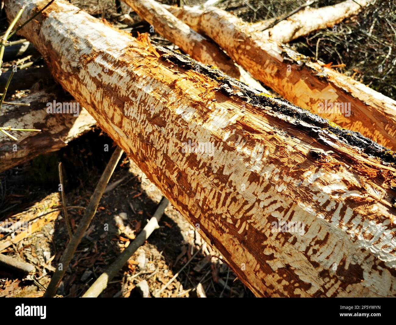 destruction of the landscape and tree felling by the beaver in Bavaria ...