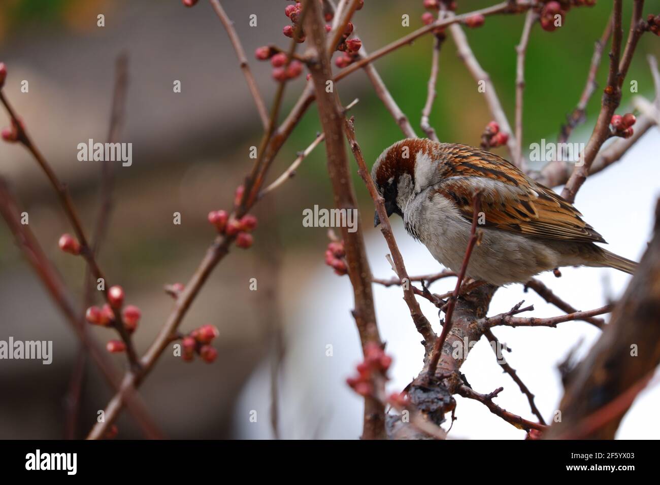 Cherry blossom sparrow hi-res stock photography and images - Alamy