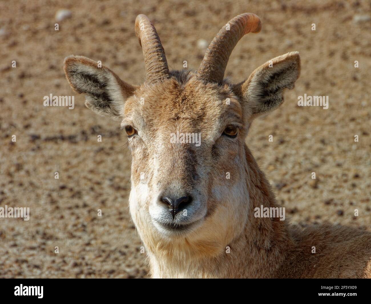 Arkal Urial Sheep is a wild sheep native to Central and South Asia ...