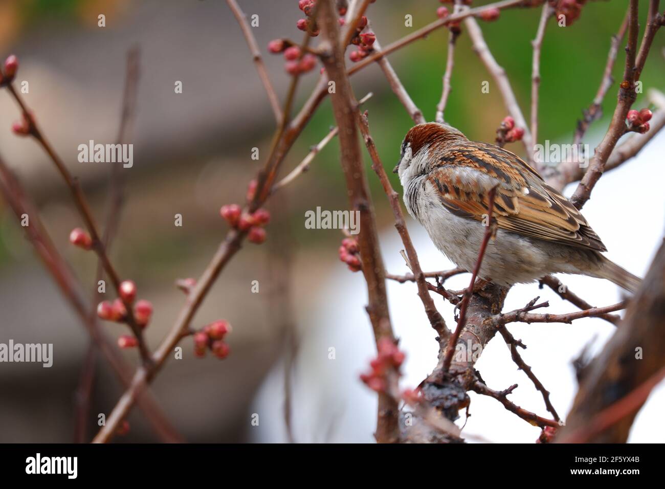 Little Sparrow on Apricot tree at spring Stock Photo - Alamy