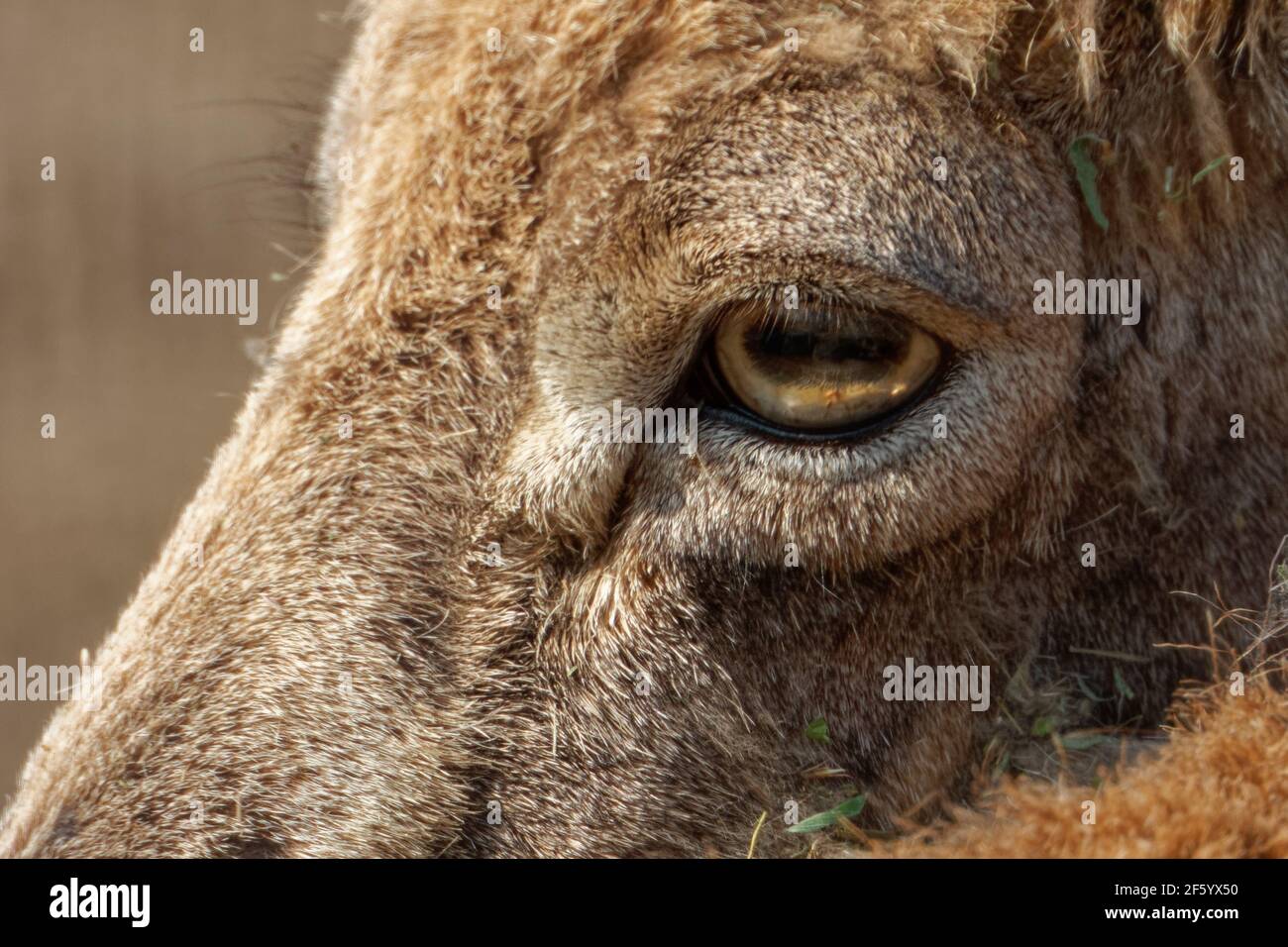 Arkal Urial Sheep is a wild sheep native to Central and South Asia ...