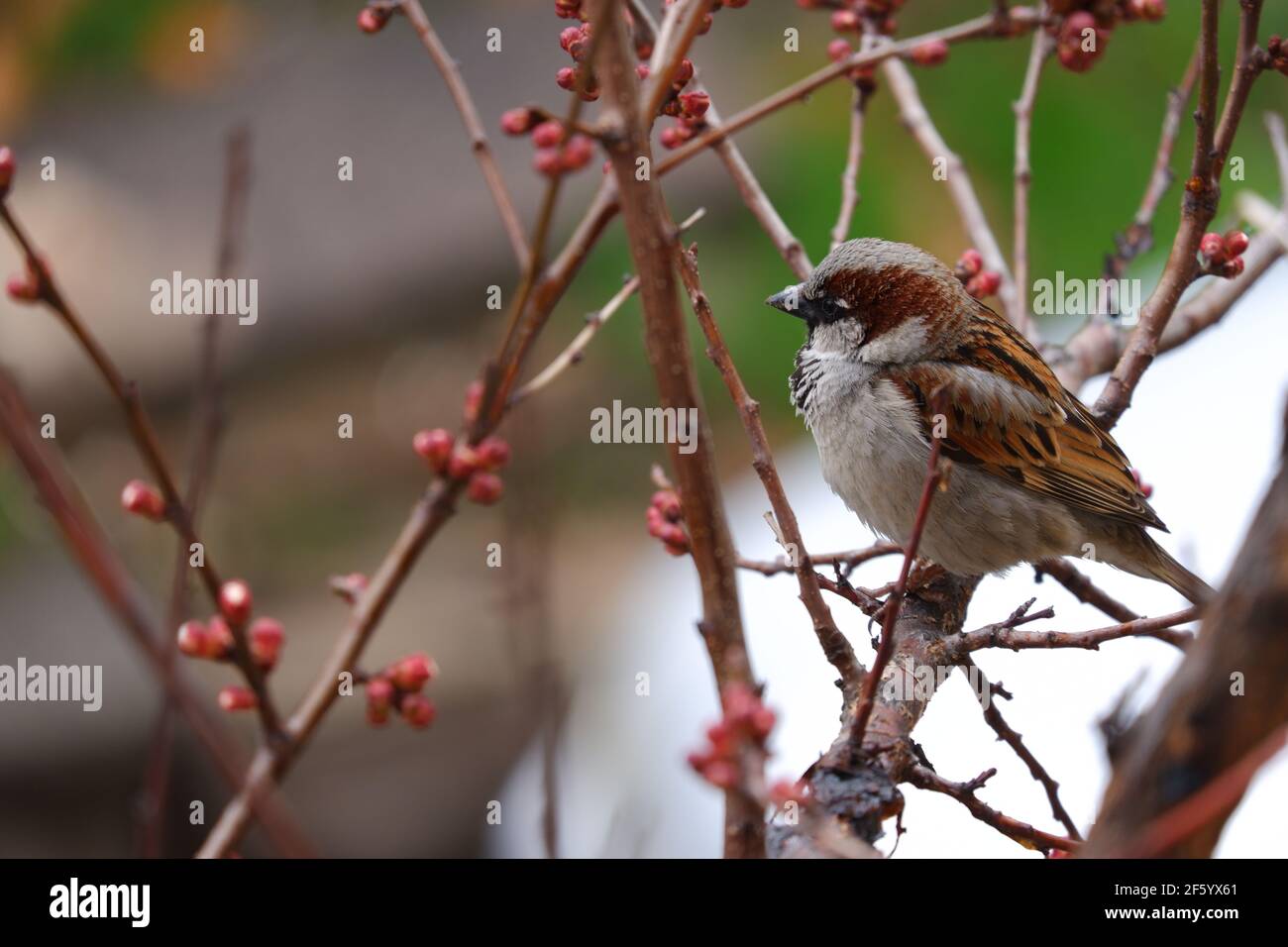 Little Sparrow on Apricot tree at spring Stock Photo - Alamy